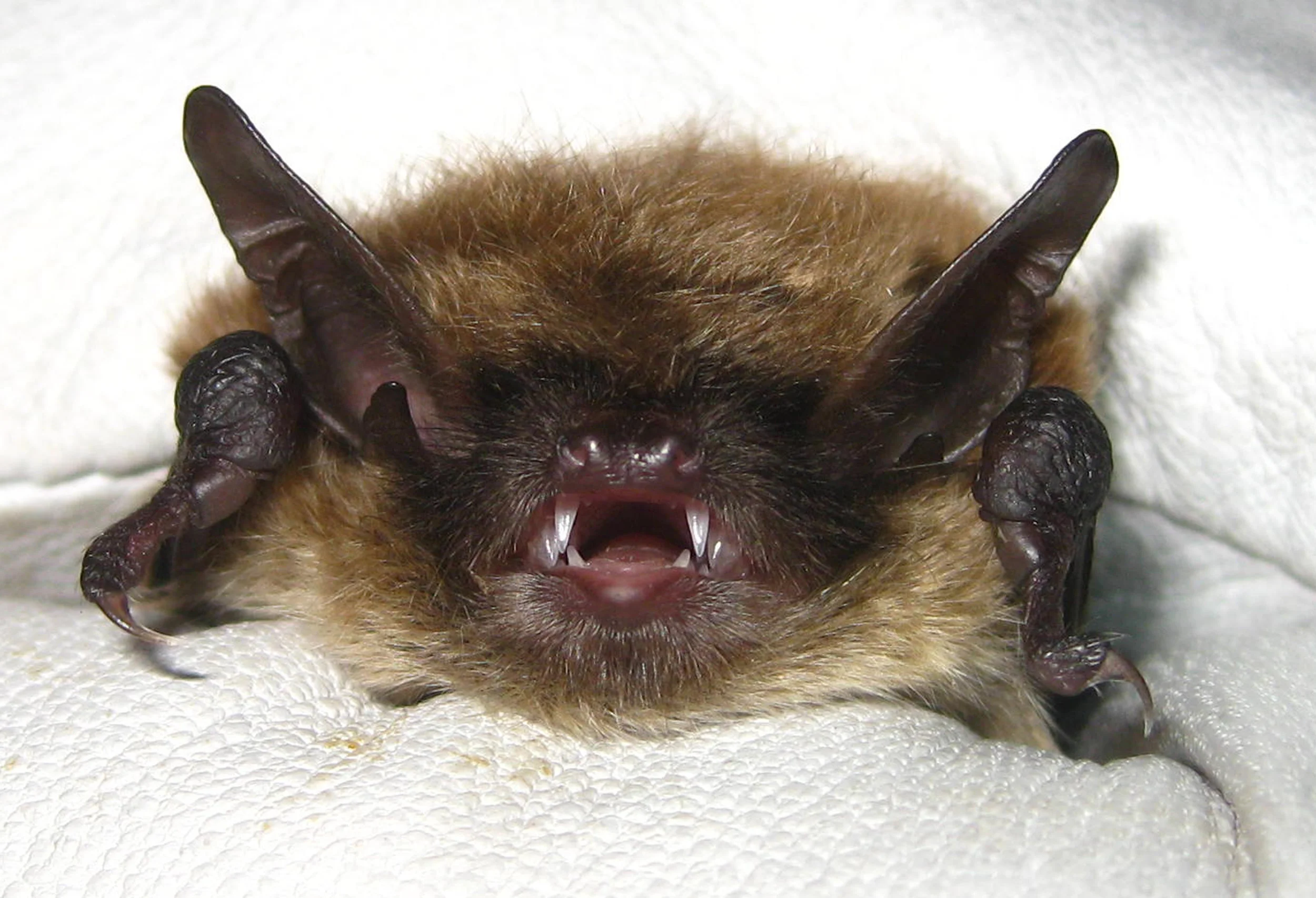 B.A.T. Ecological - Bat Research, Conservation and Training