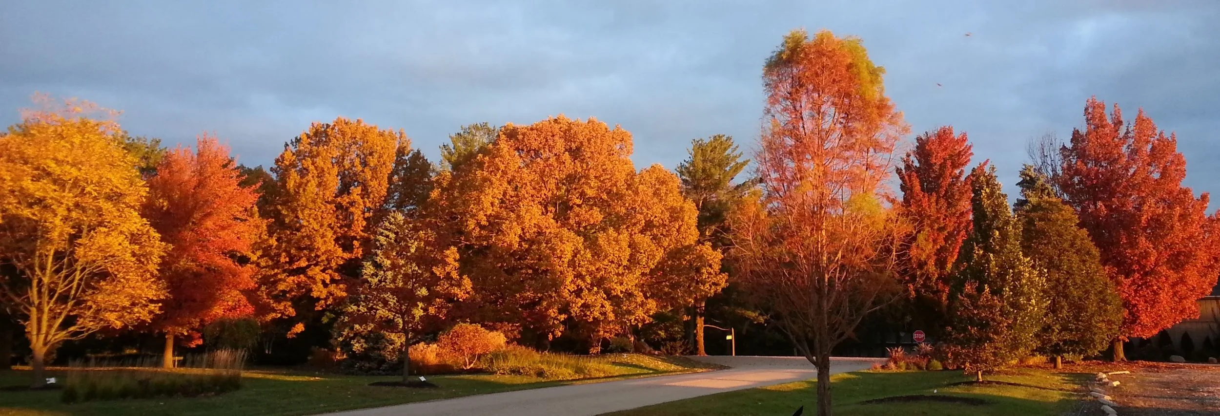 Trees — Hoerr Nursery