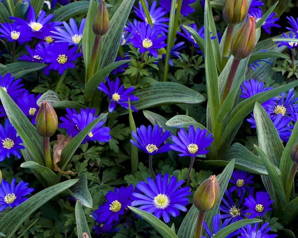 Bulbs&Seeds — Hoerr Nursery