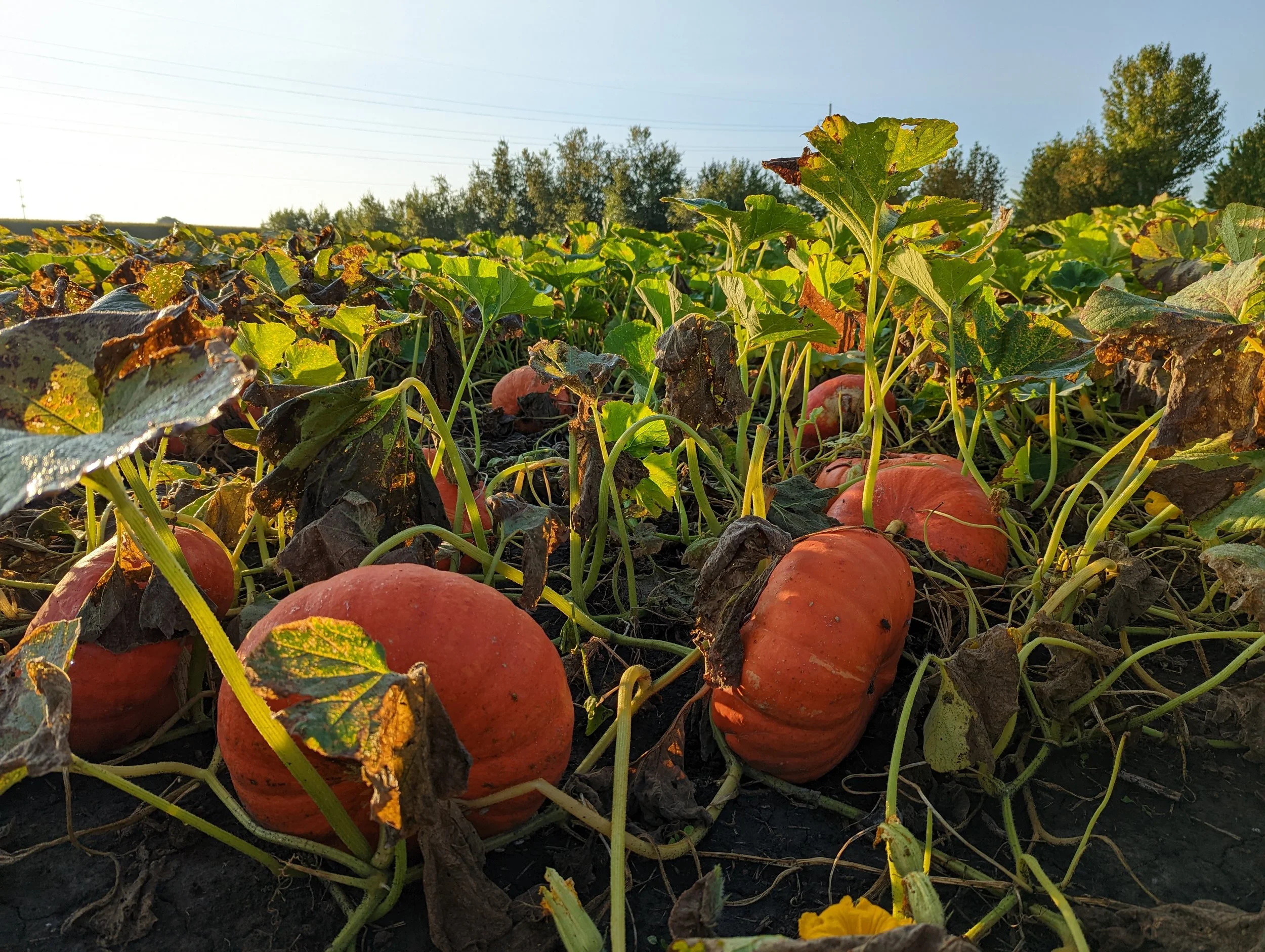 Fall — Hoerr Nursery