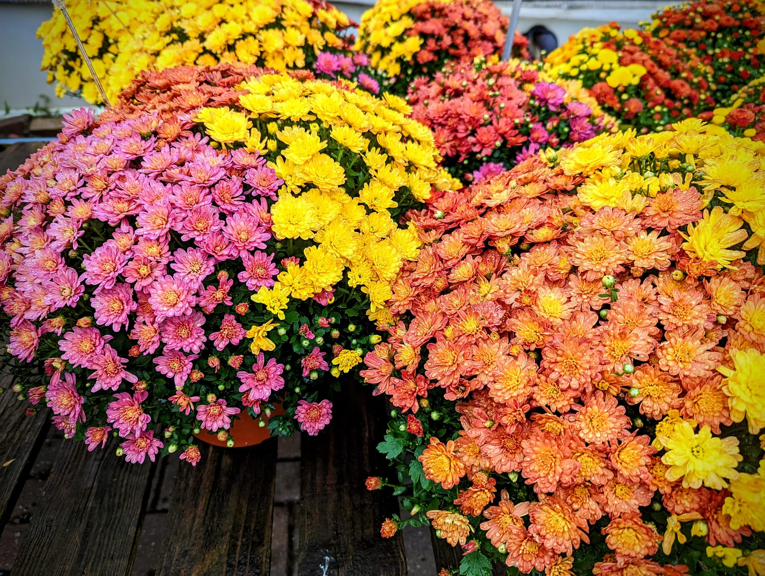 Fall — Hoerr Nursery