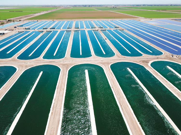 Eco-friendly Farm — Earthrise Californian Spirulina