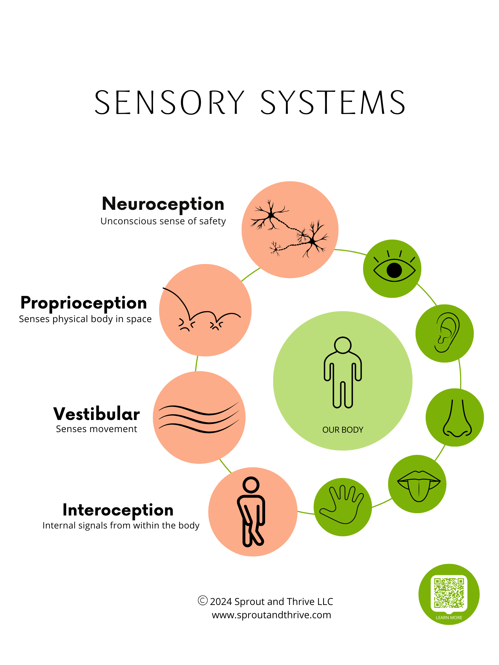 Sensory Systems Overview — Sprout + Thrive