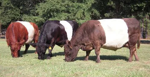 About Us — New England Galloway Group