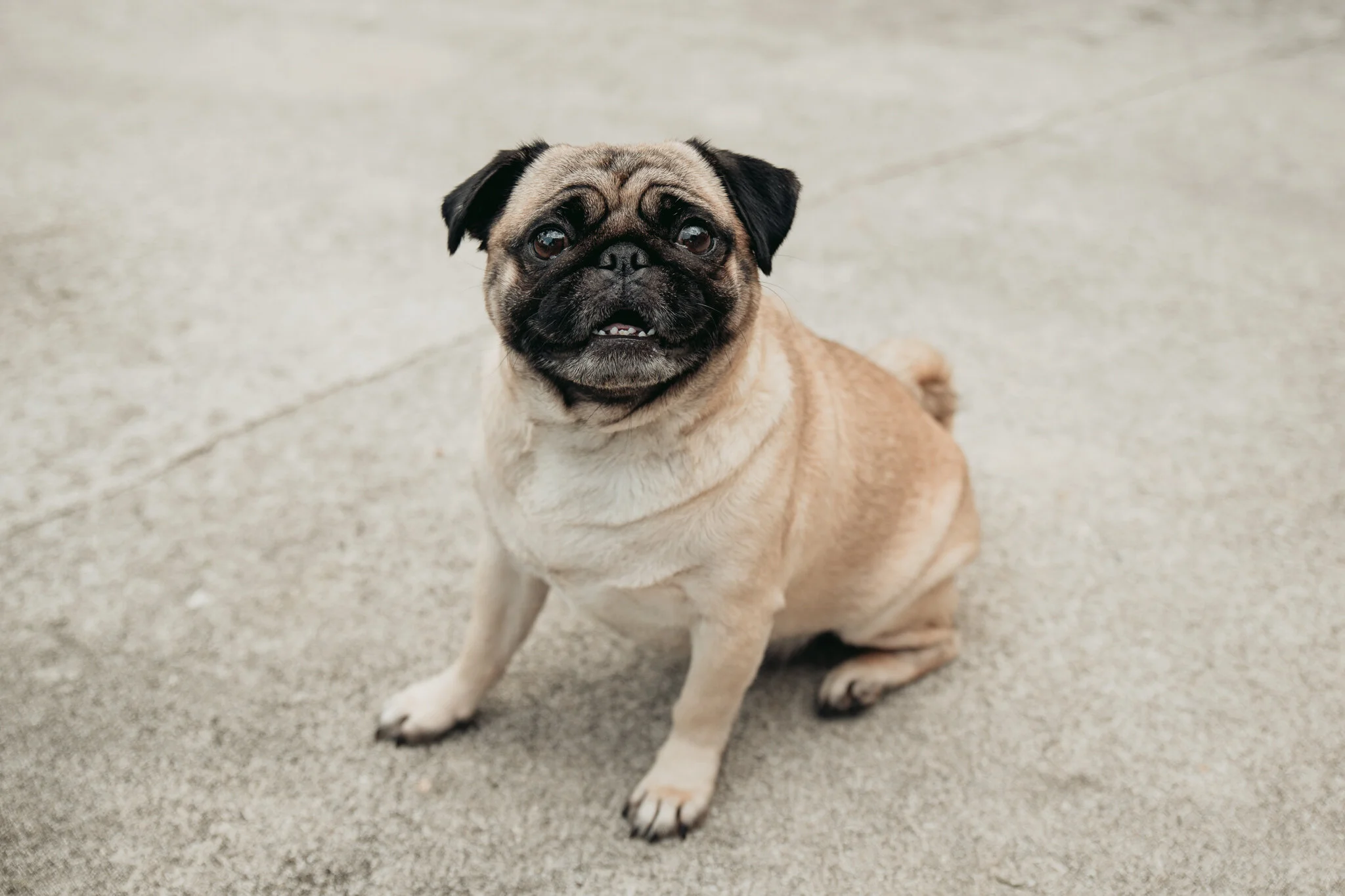 AKC — Florida's Royal Pugs
