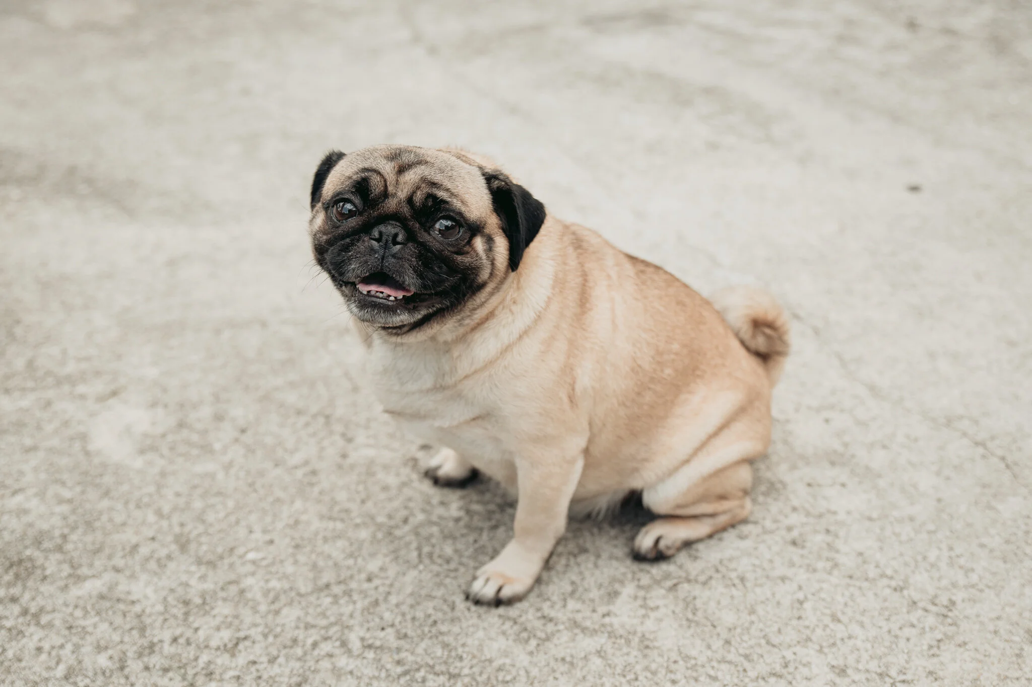 AKC — Florida's Royal Pugs