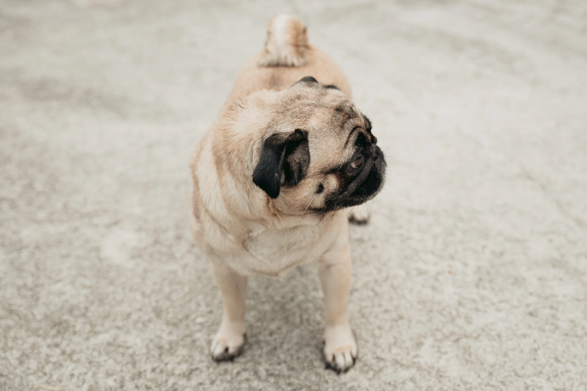 AKC — Florida's Royal Pugs