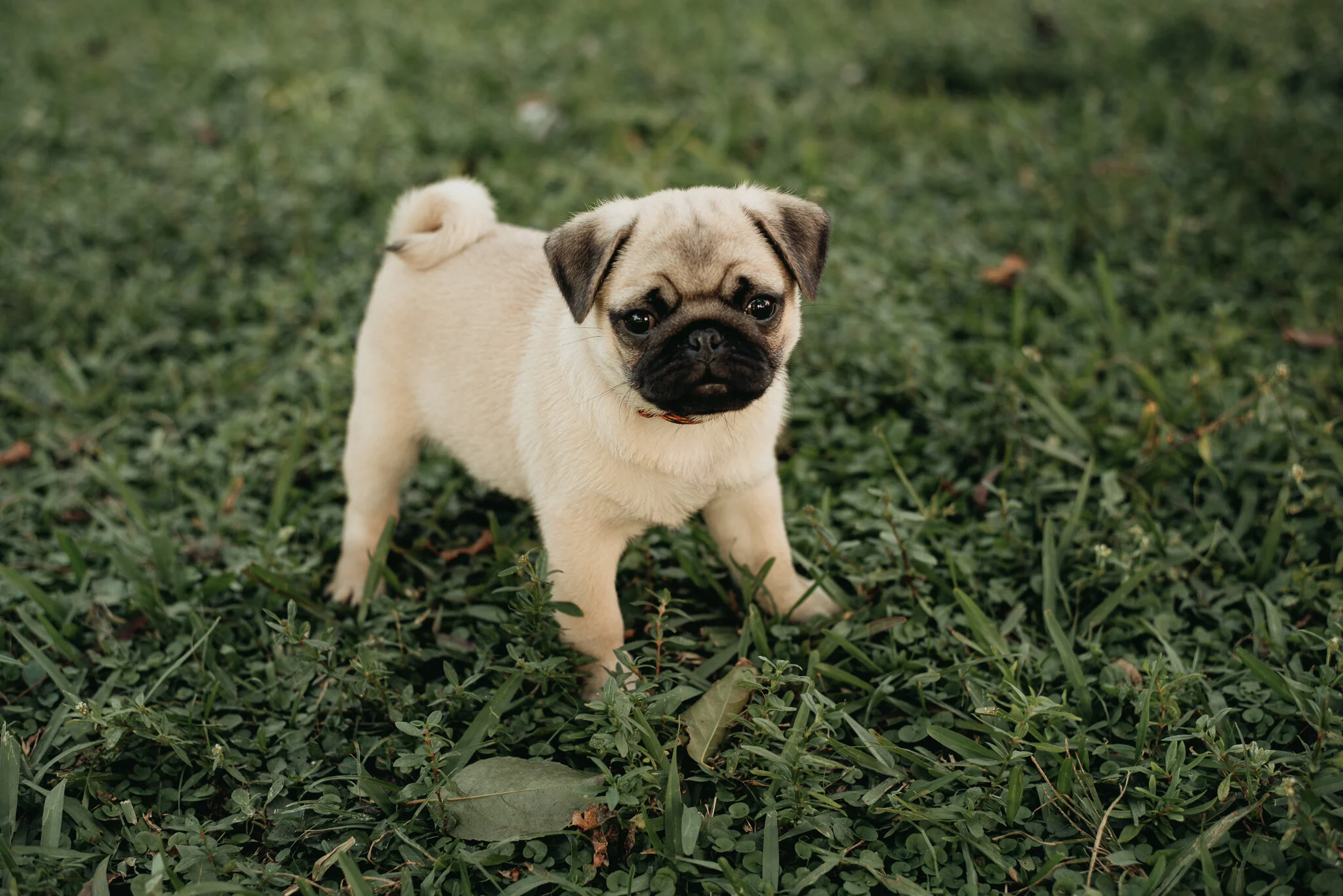 Our Studs — Florida's Royal Pugs
