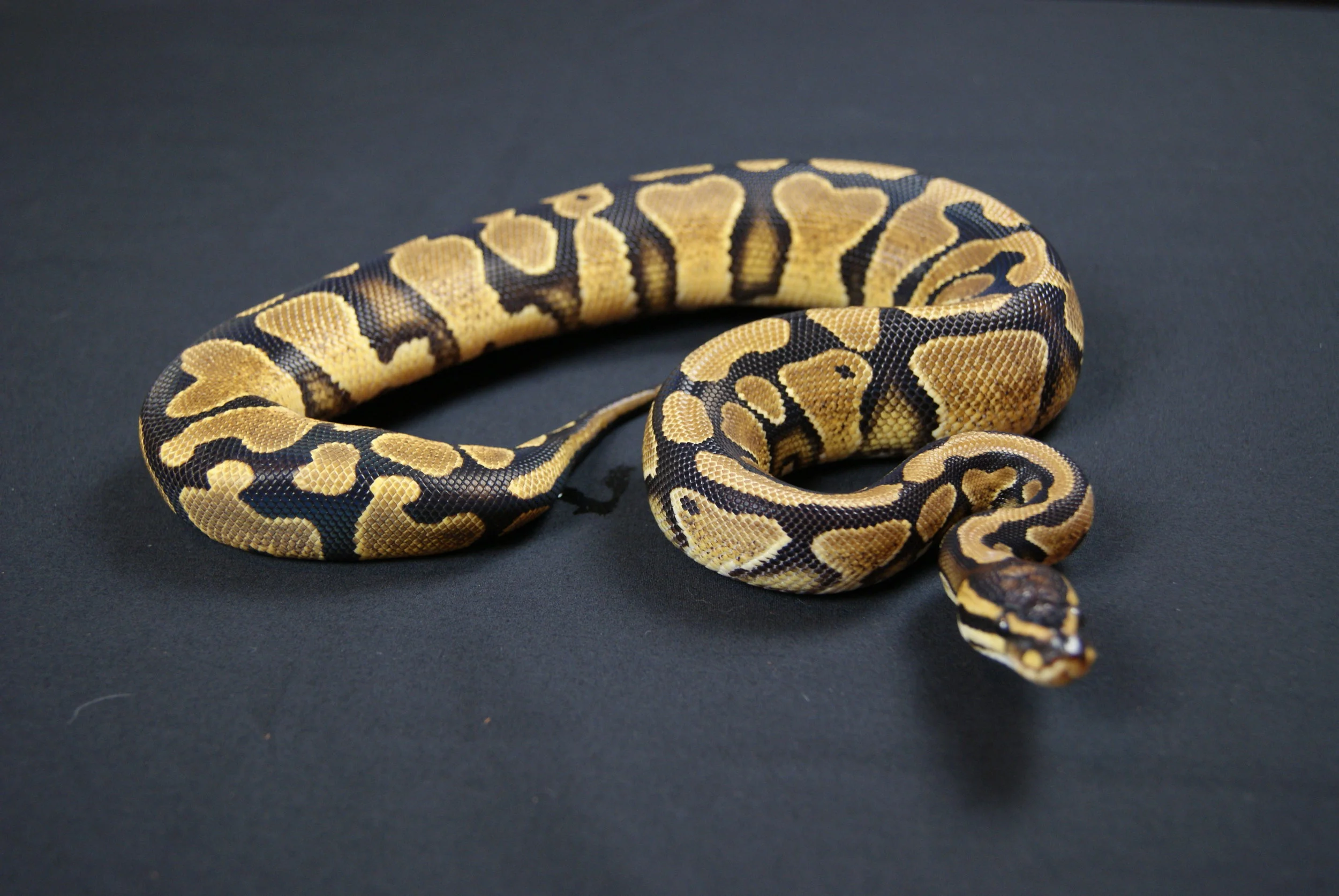 Ball Python Breeders — Colorado Cold Bloods