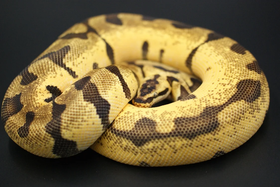 Ball Python Breeders — Colorado Cold Bloods