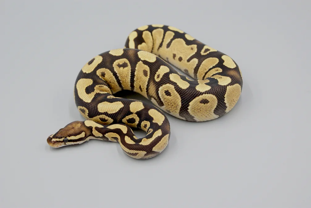 Ball Python Breeders — Colorado Cold Bloods