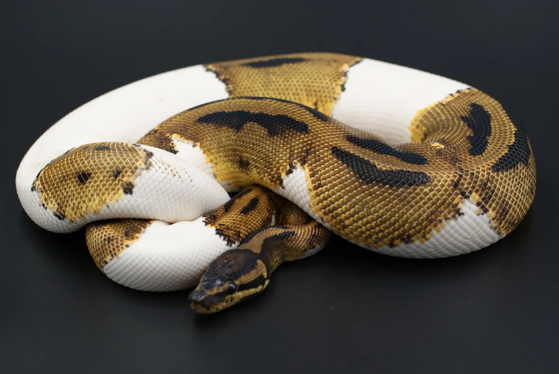 Ball Python Breeders — Colorado Cold Bloods