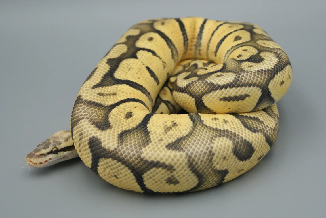 Ball Python Breeders — Colorado Cold Bloods