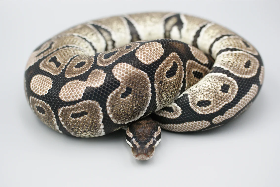 Ball Python Breeders — Colorado Cold Bloods
