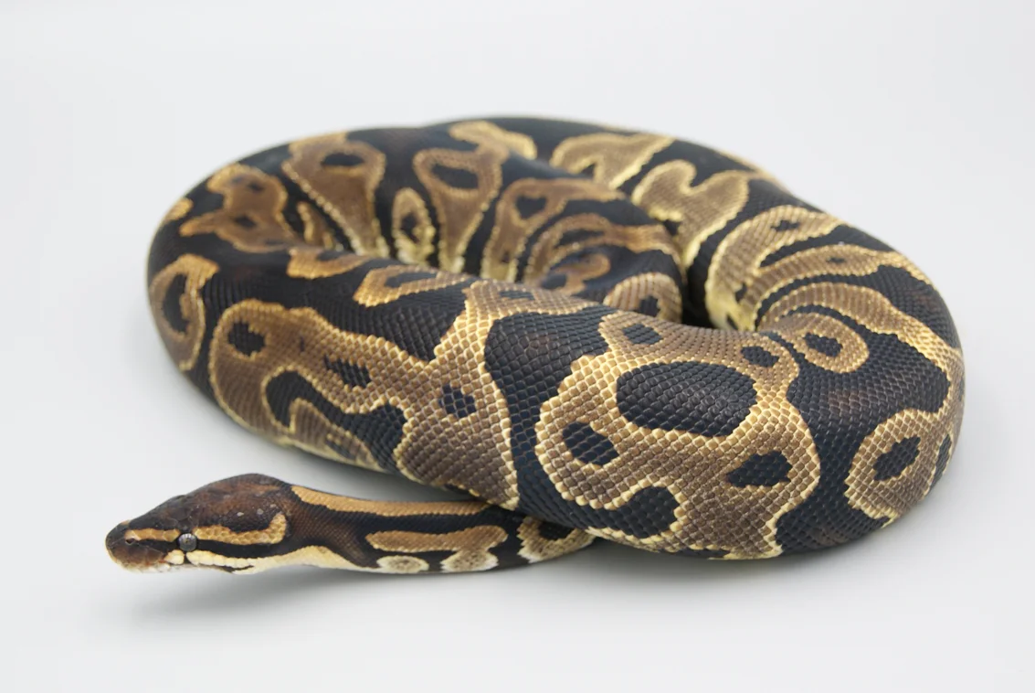 Ball Python Breeders — Colorado Cold Bloods