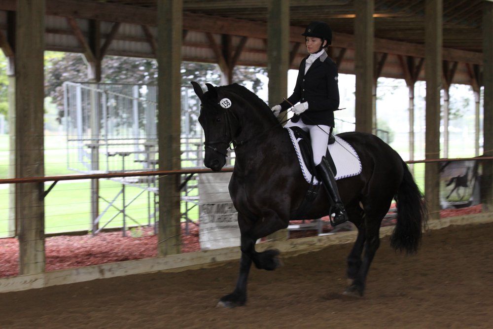 Lotte - 1st Premie Star Mare — Boonstra Friesians