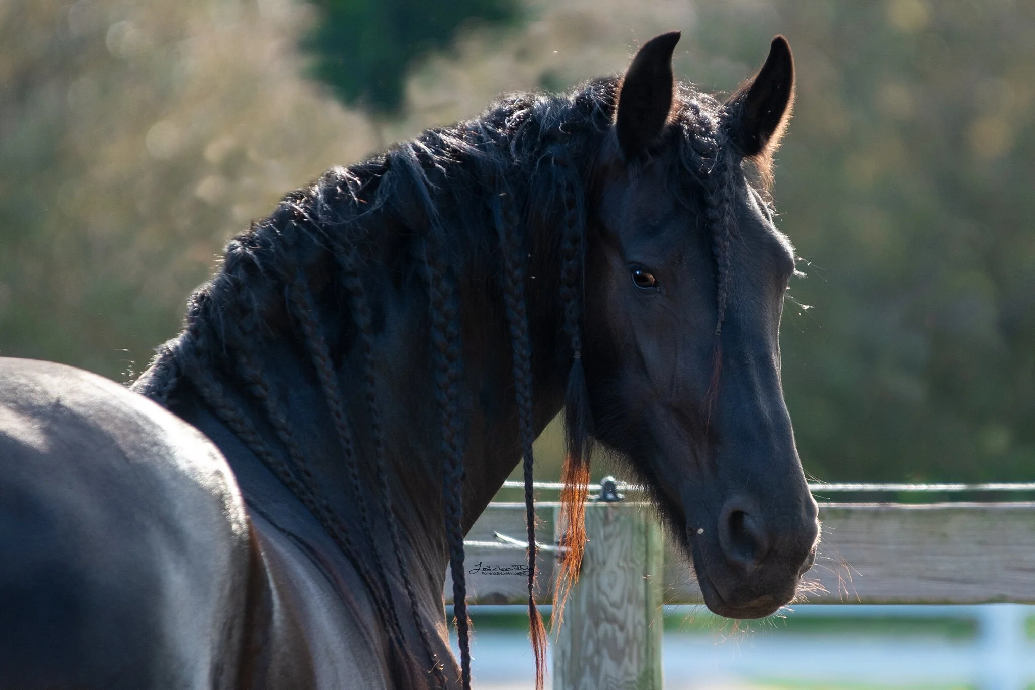 Boonstra Friesians