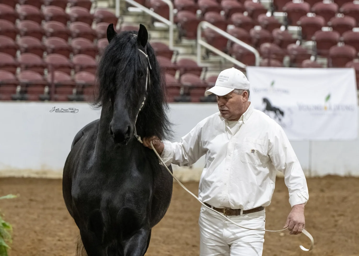 Frederik of Boonstra Friesians — Boonstra Friesians