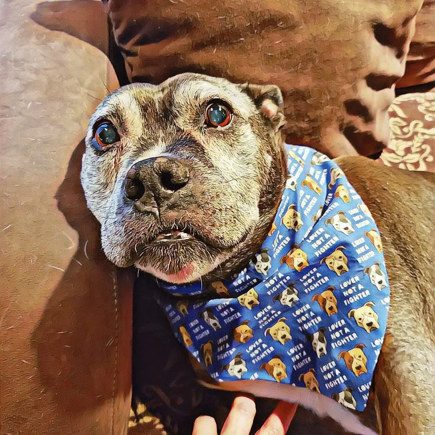 Do Pitbulls Get Cancer