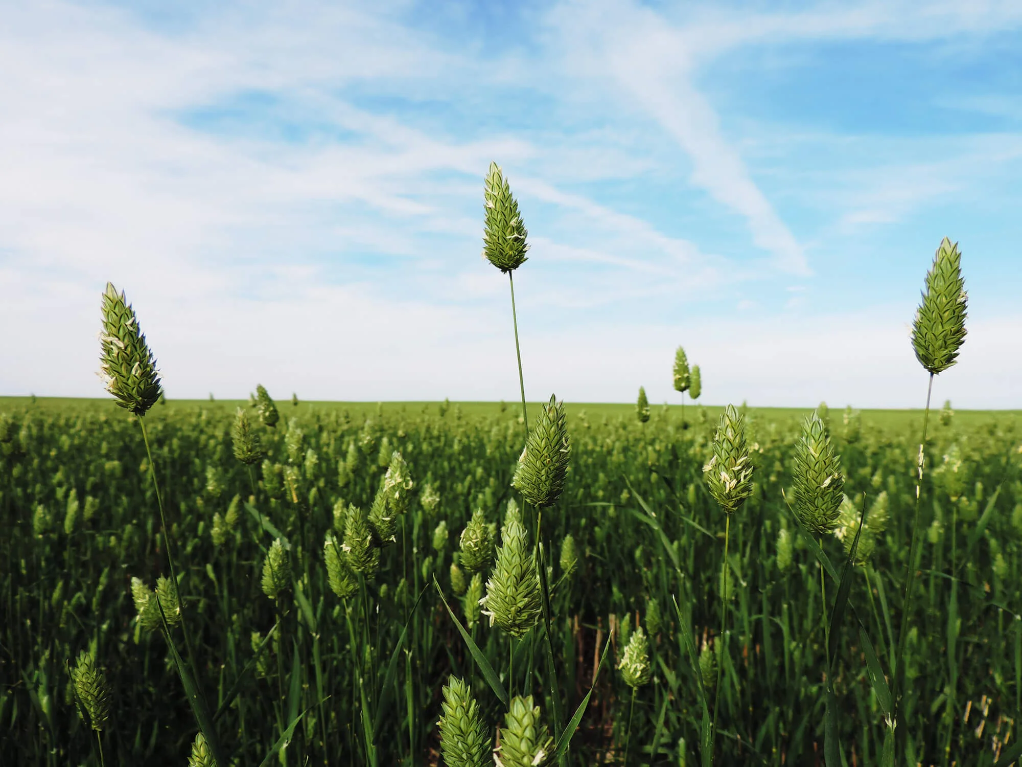 Canary Seed | Diverse Field Crops Cluster