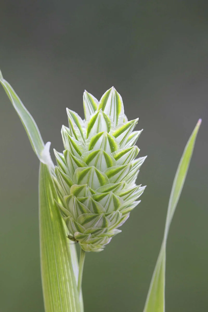 Canary Seed | Diverse Field Crops Cluster
