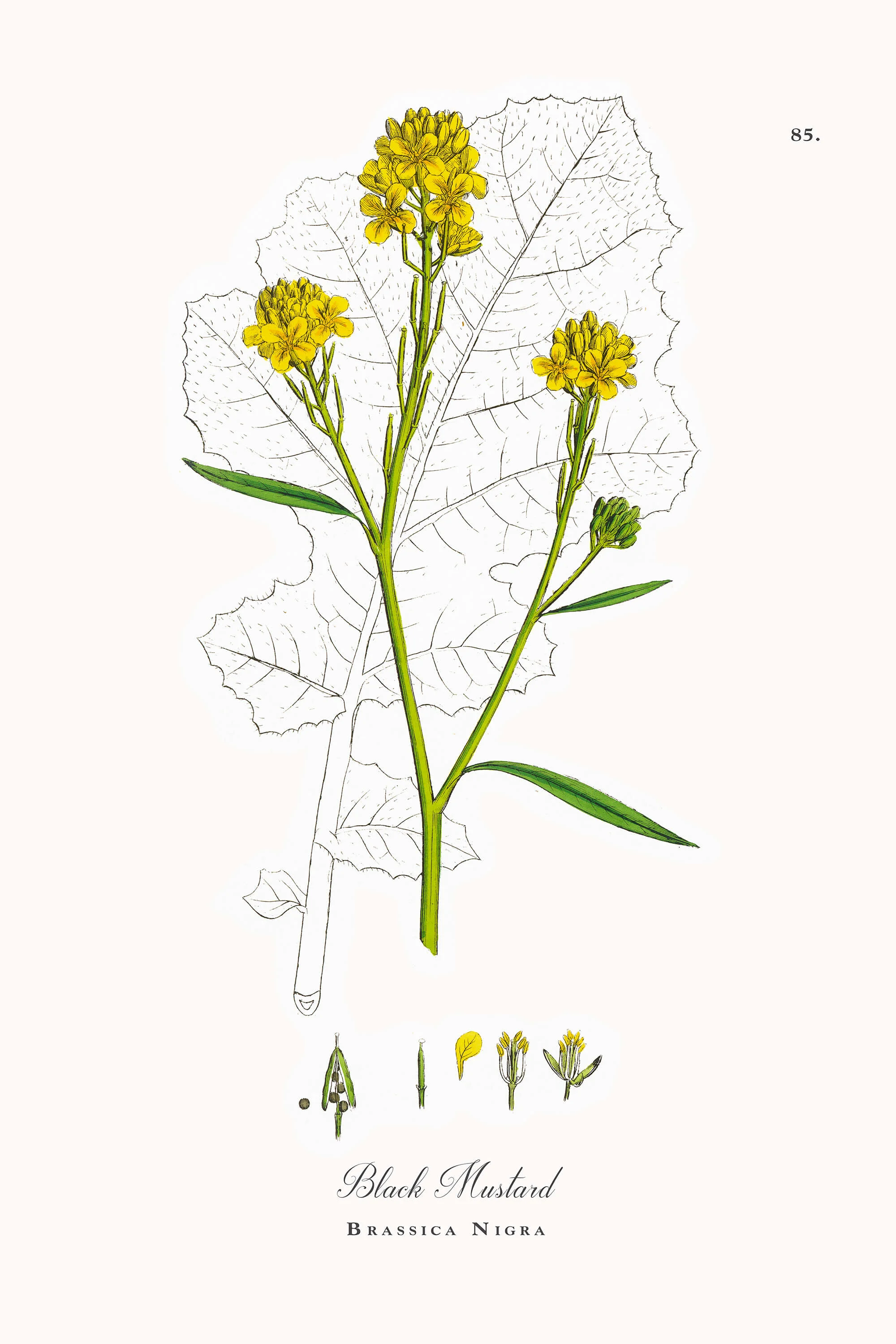 Mustard Seed Plant Drawing