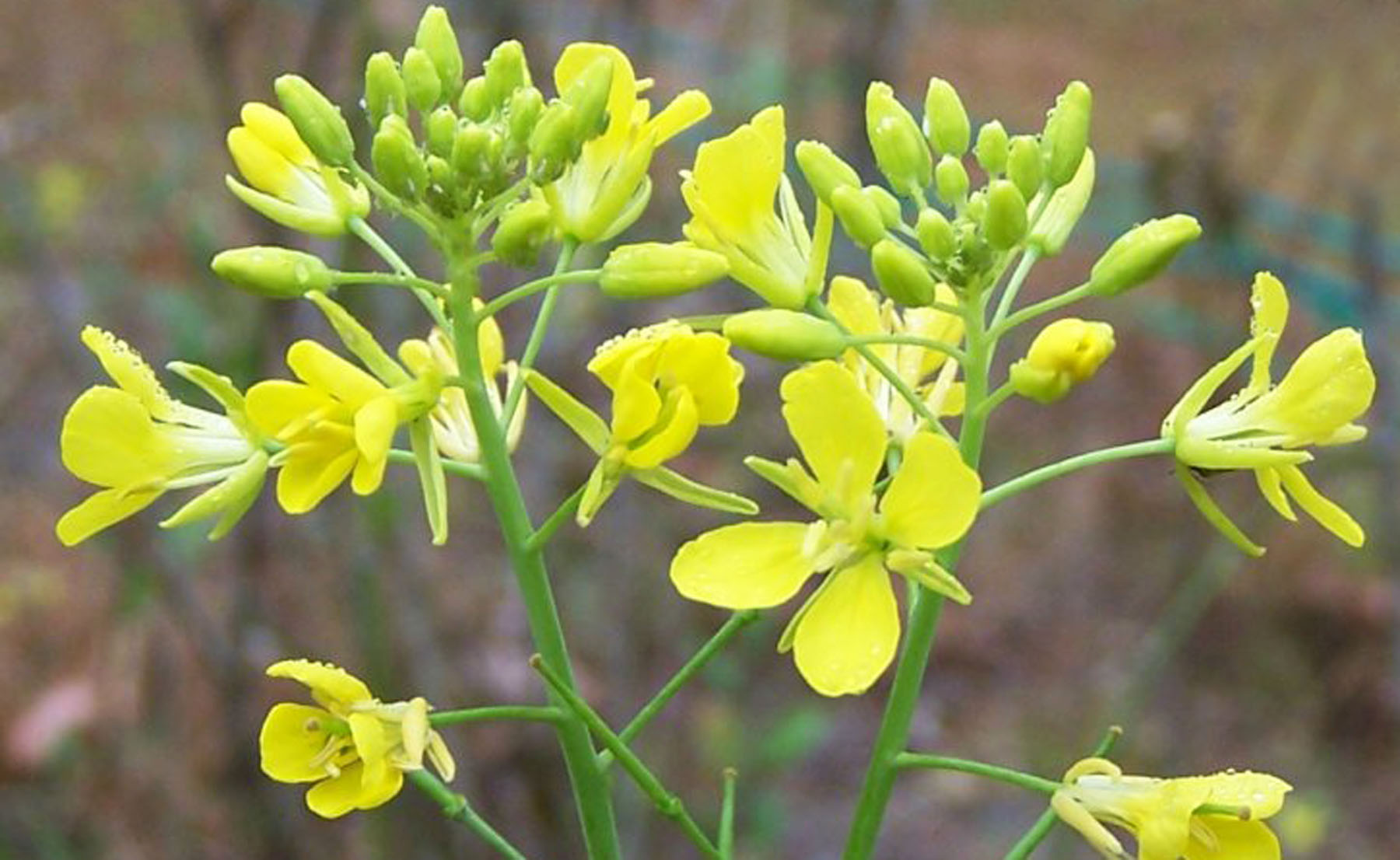 Mustard | Diverse Field Crops Cluster