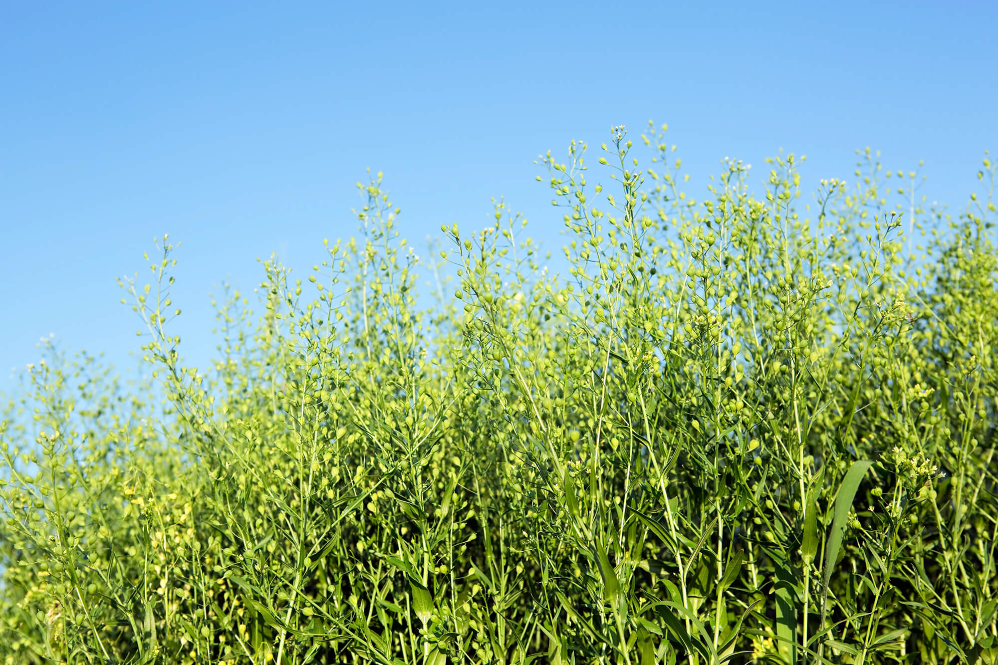 Camelina | Diverse Field Crops Cluster