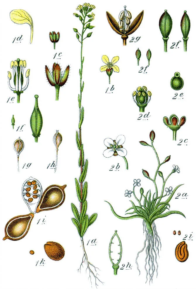 Camelina | Diverse Field Crops Cluster