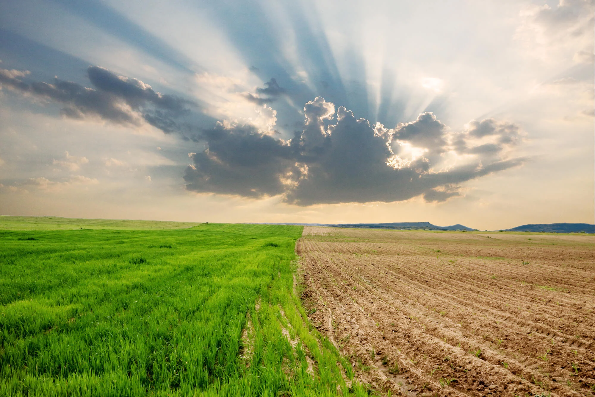 Blog | Diverse Field Crops Cluster