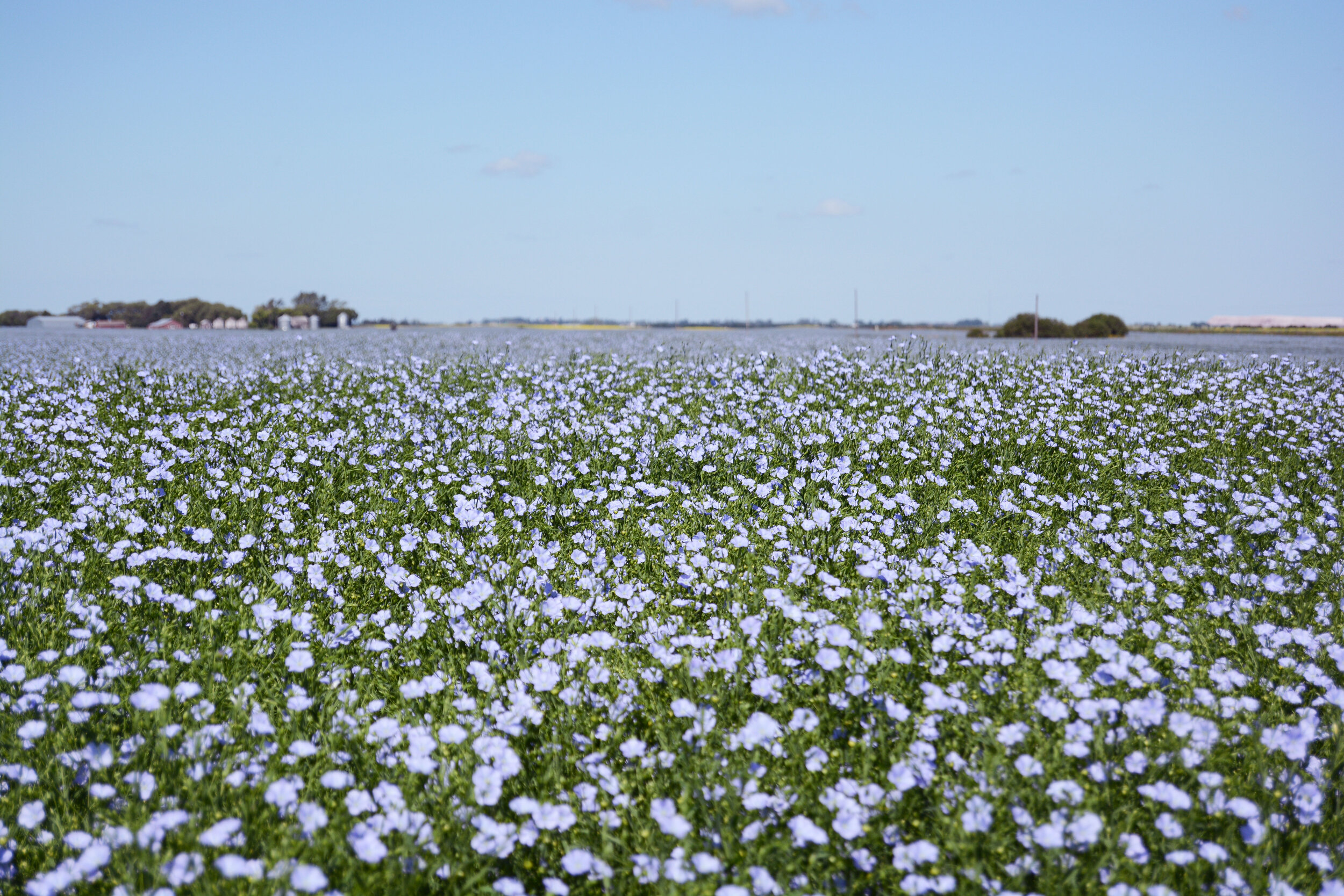 Agricultural Research | Diverse Field Crops Cluster