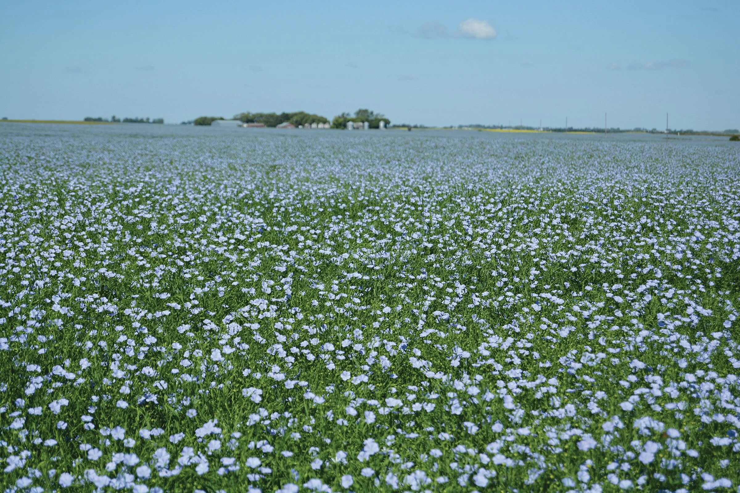 Flax A3 | Diverse Field Crops Cluster
