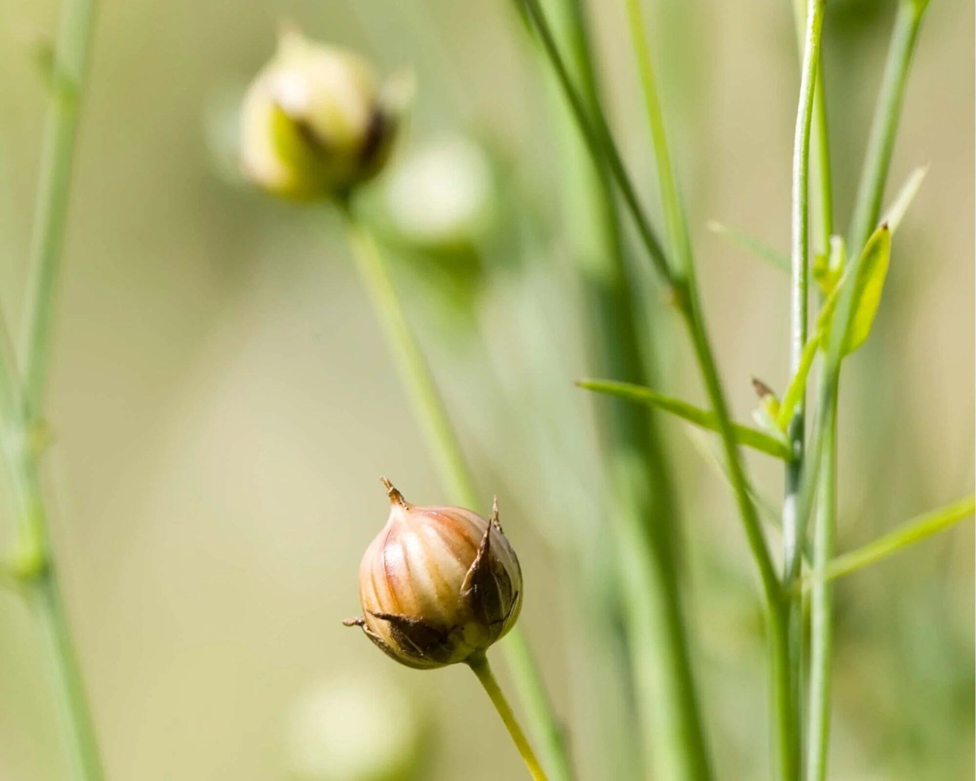 Flax | Diverse Field Crops Cluster