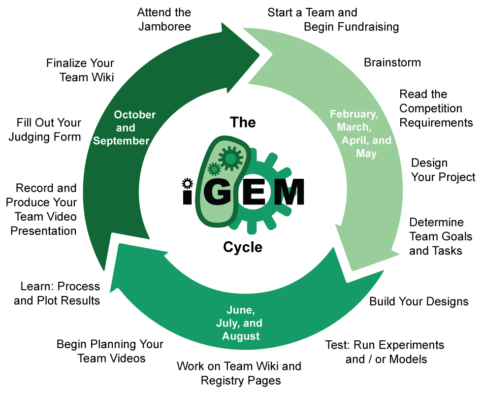 The iGEM Cycle: How to Navigate the iGEM Competition — iGEM Blog