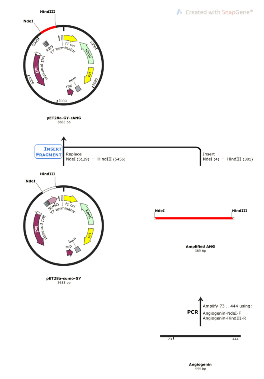Phoenix’s View: Diagnostic and Therapeutic Solutions from iGEM Teams for Neurodegenerative ...