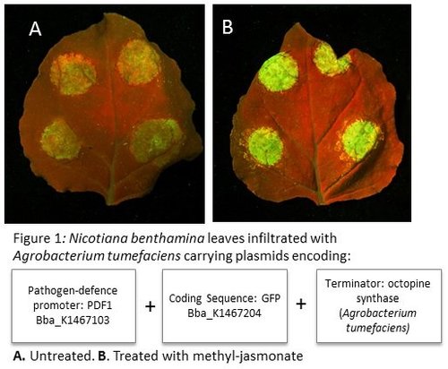 Growing plant synthetic biology over 20 years of iGEM — iGEM Blog