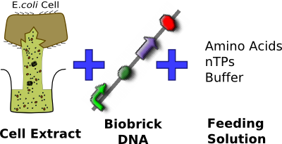 Celebrating the Rise of Cell-free Systems in iGEM and Synthetic Biology ...