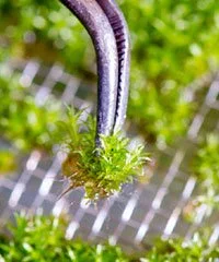 Growing plant synthetic biology over 20 years of iGEM — iGEM Blog