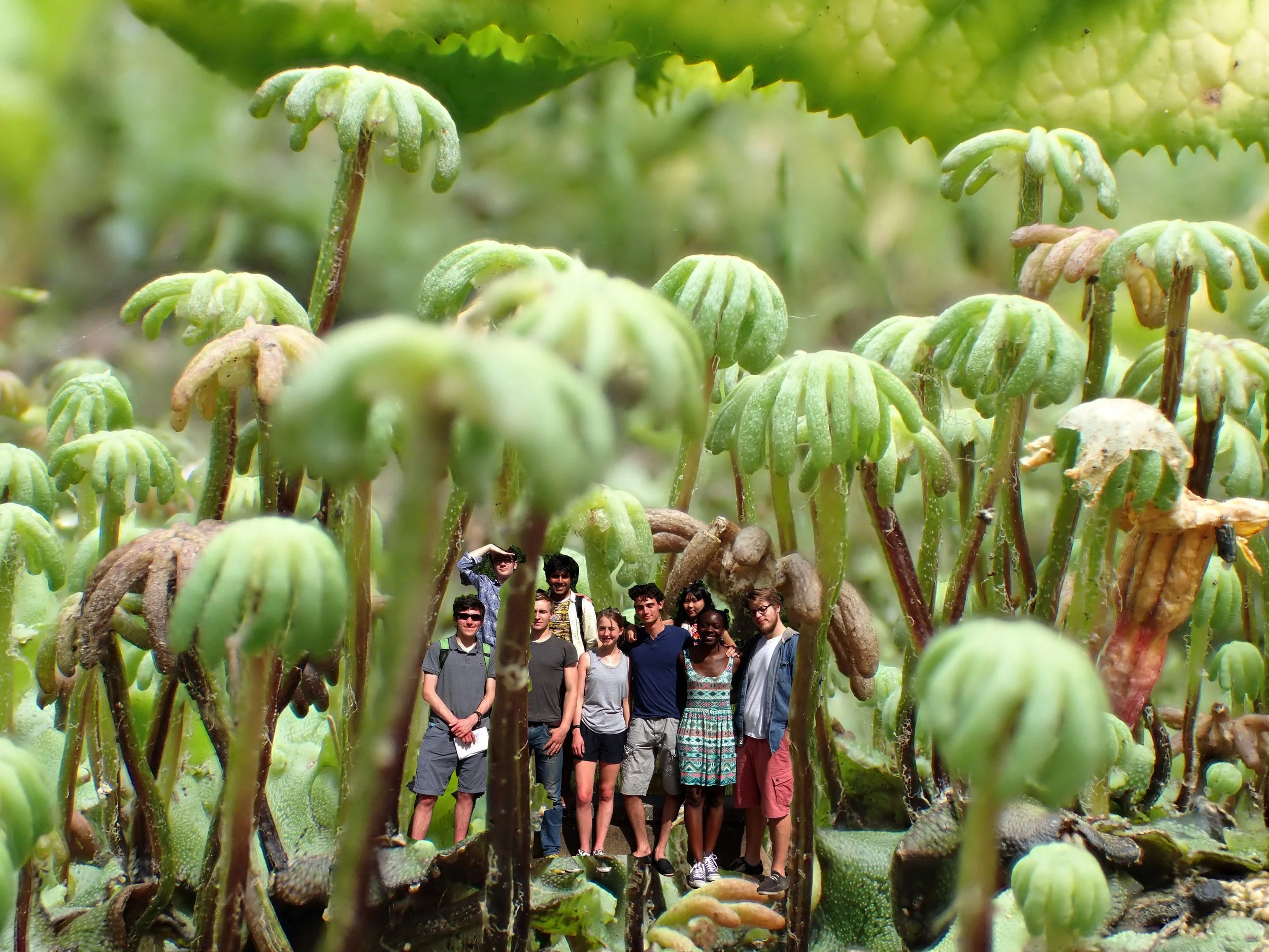 Growing plant synthetic biology over 20 years of iGEM — iGEM Blog