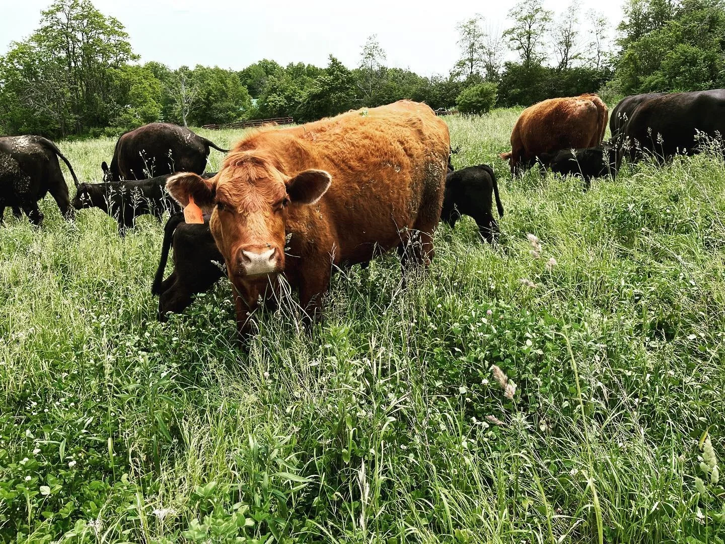 100% Grass-Fed and Pasture-Finished Beef