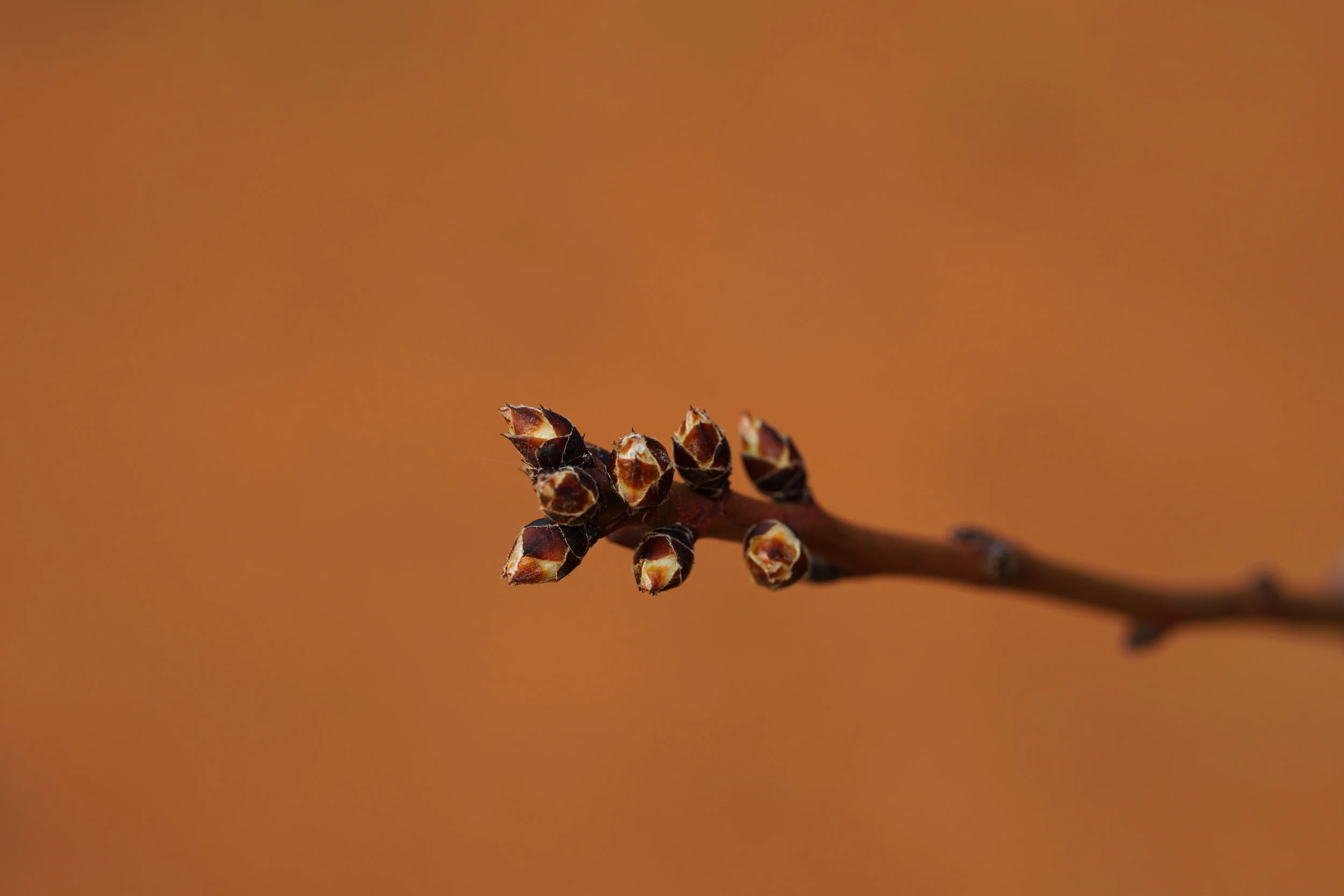 Our Almonds — Mandolé Orchard