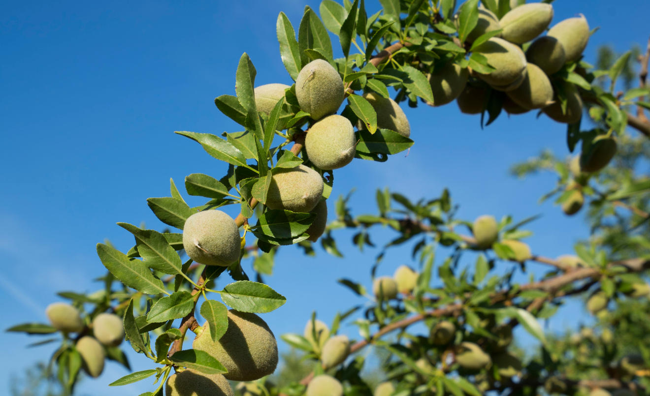 Our Almonds — Mandolé Orchard