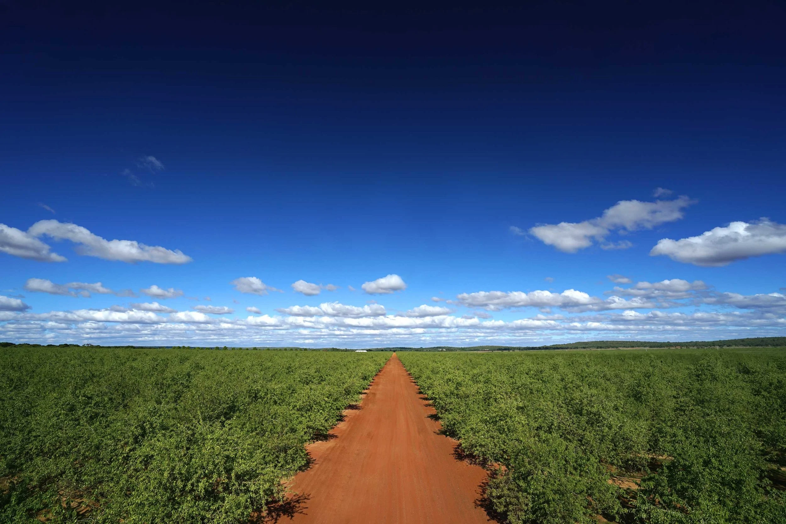 Our Almonds — Mandolé Orchard