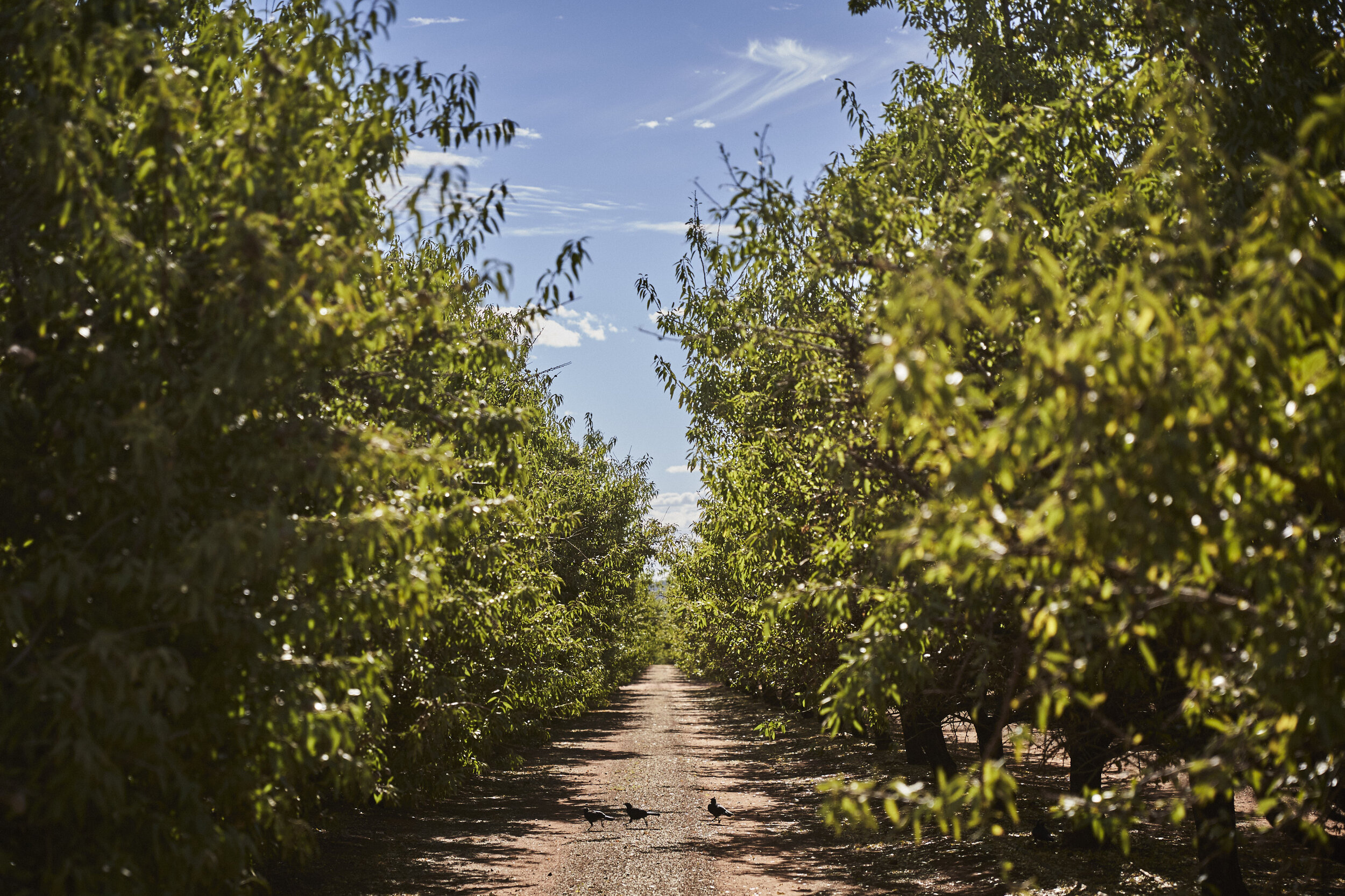 Mandolé Orchard