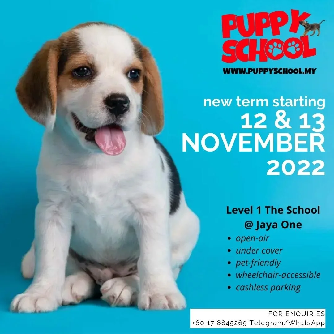 What Is Puppy Kindergarten what-is-puppy-kindergarten