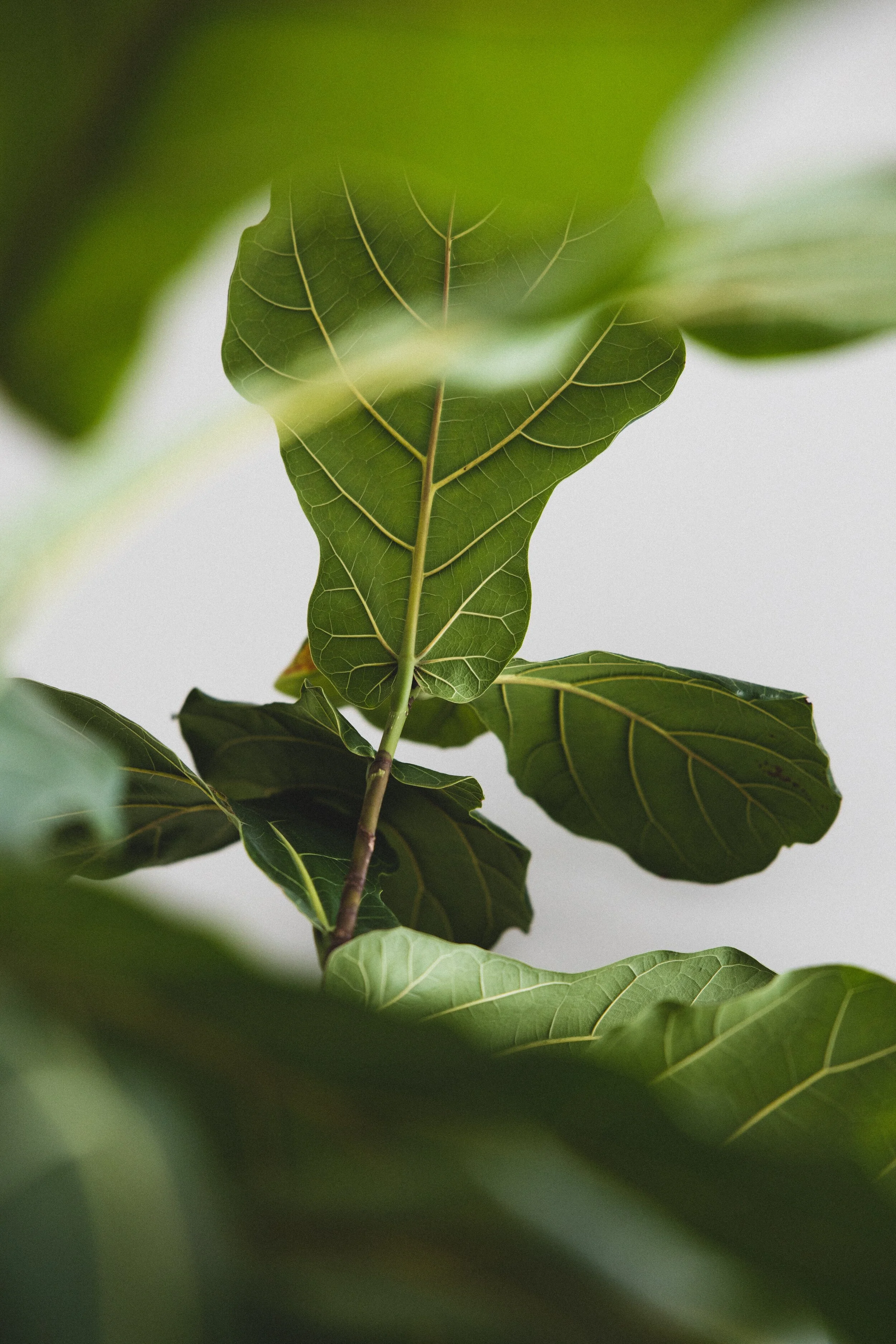 Spotlight: All About the Popular and Finicky Fiddle Leaf Fig Tree ...