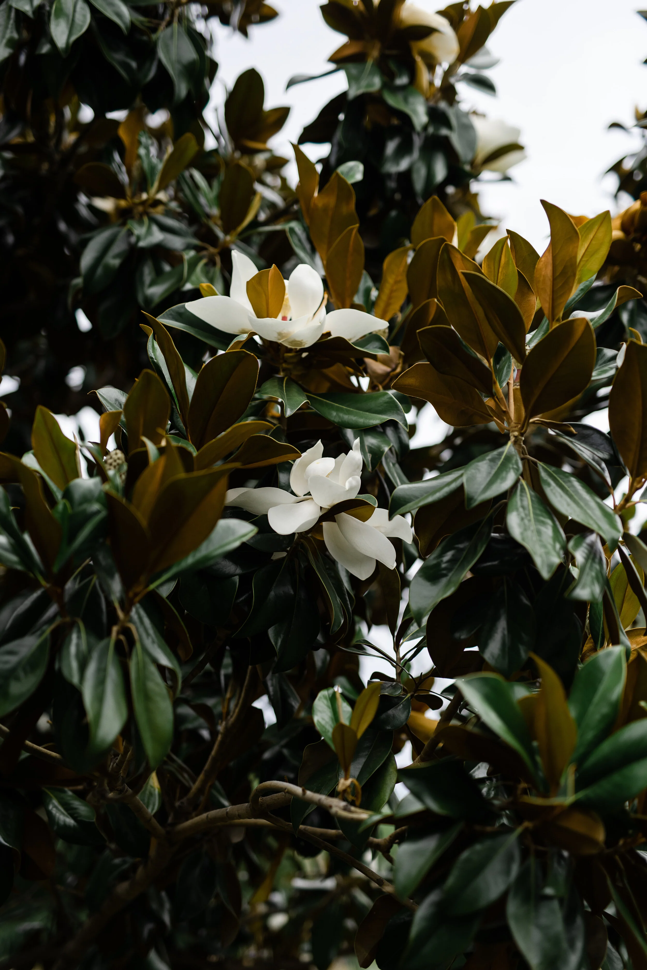Spotlight: Magnolia Trees — Golden Palm Landscape