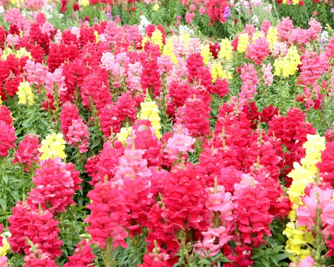 How to Grow Snapdragons for an Easy Curb Appeal Boost — Shari Jansen