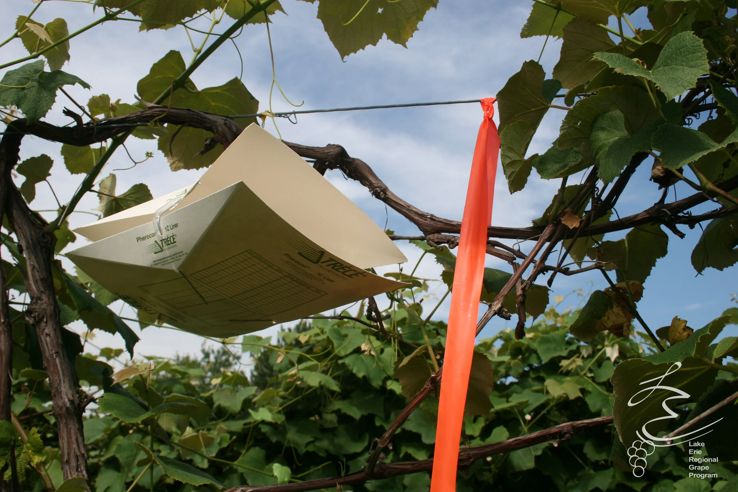 NY Caps — Lake Erie Regional Grape Program