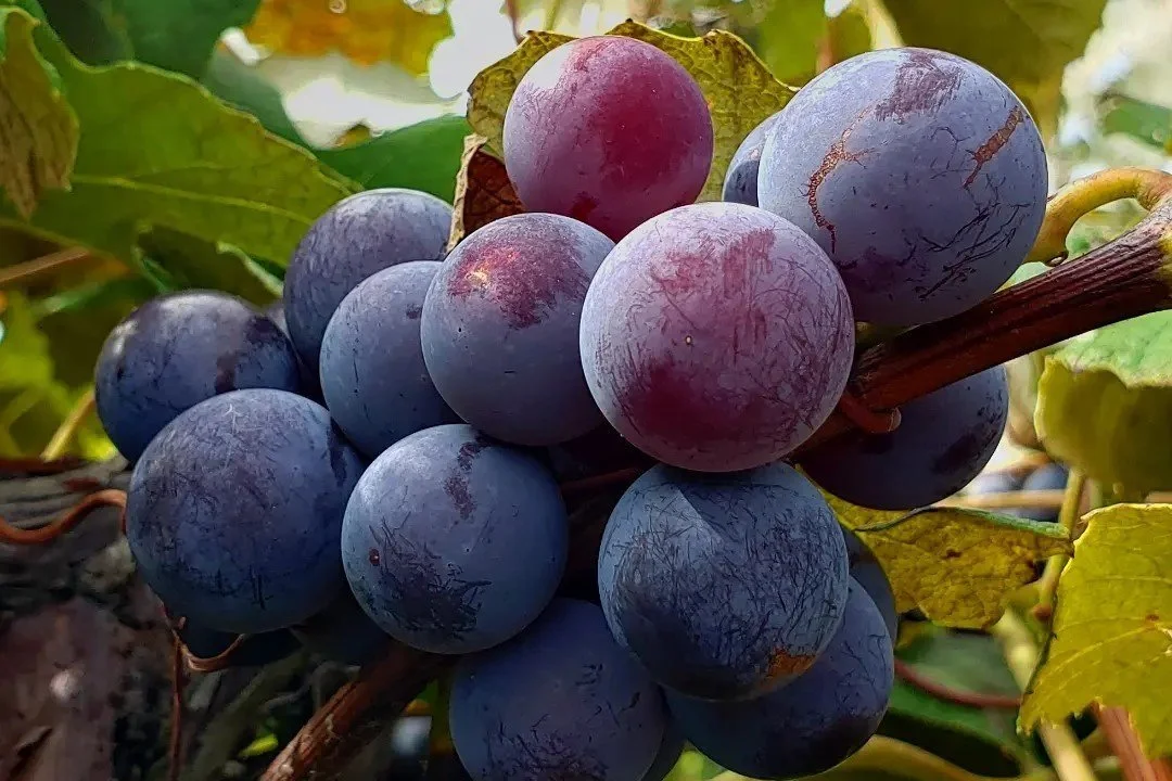 Lake Erie Regional Grape Program